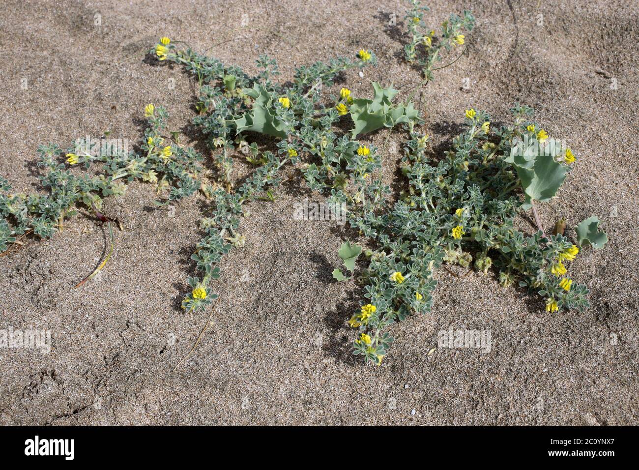 Medicago marina hi-res stock photography and images - Alamy