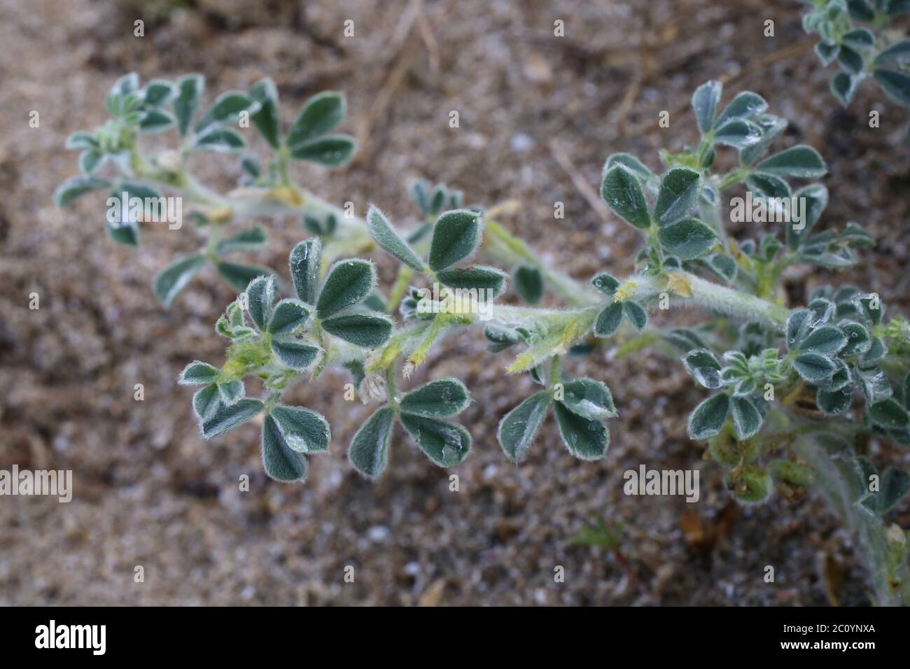 Medicago marina hi-res stock photography and images - Alamy