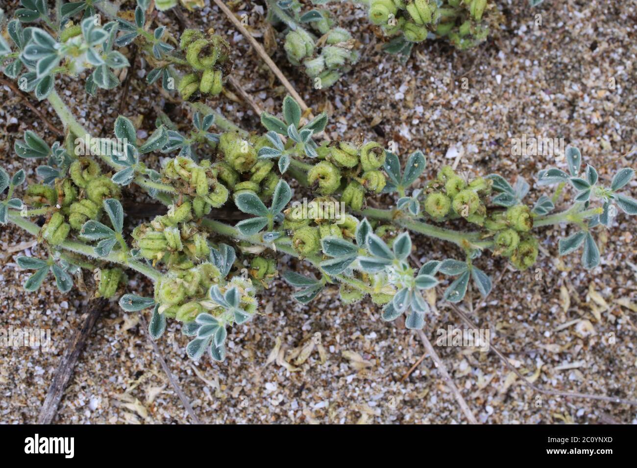 Medicago marina hi-res stock photography and images - Alamy
