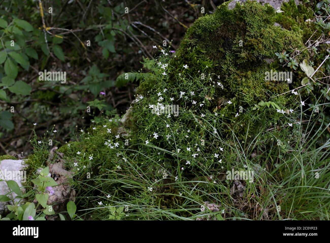 Spring sandwort hi-res stock photography and images - Alamy
