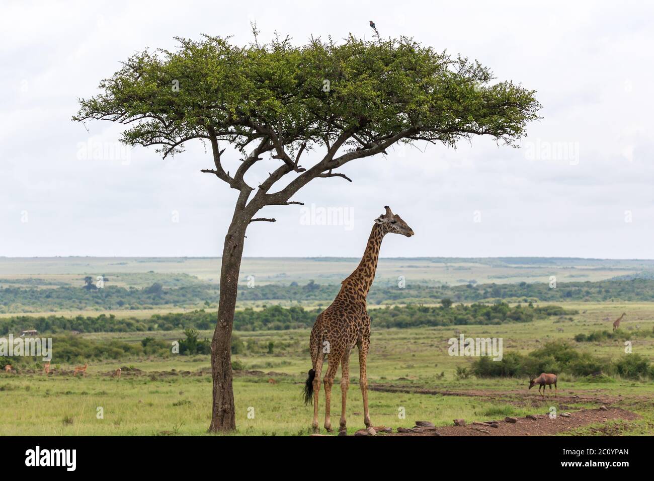 One Maasai giraffe stands under a tree Stock Photo - Alamy