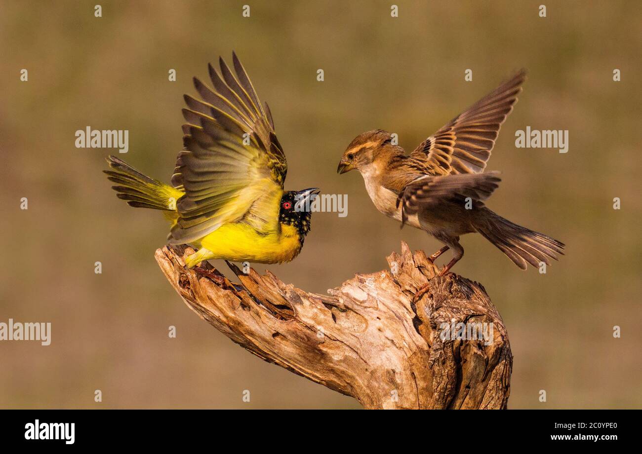 garden bird interaction Stock Photo - Alamy