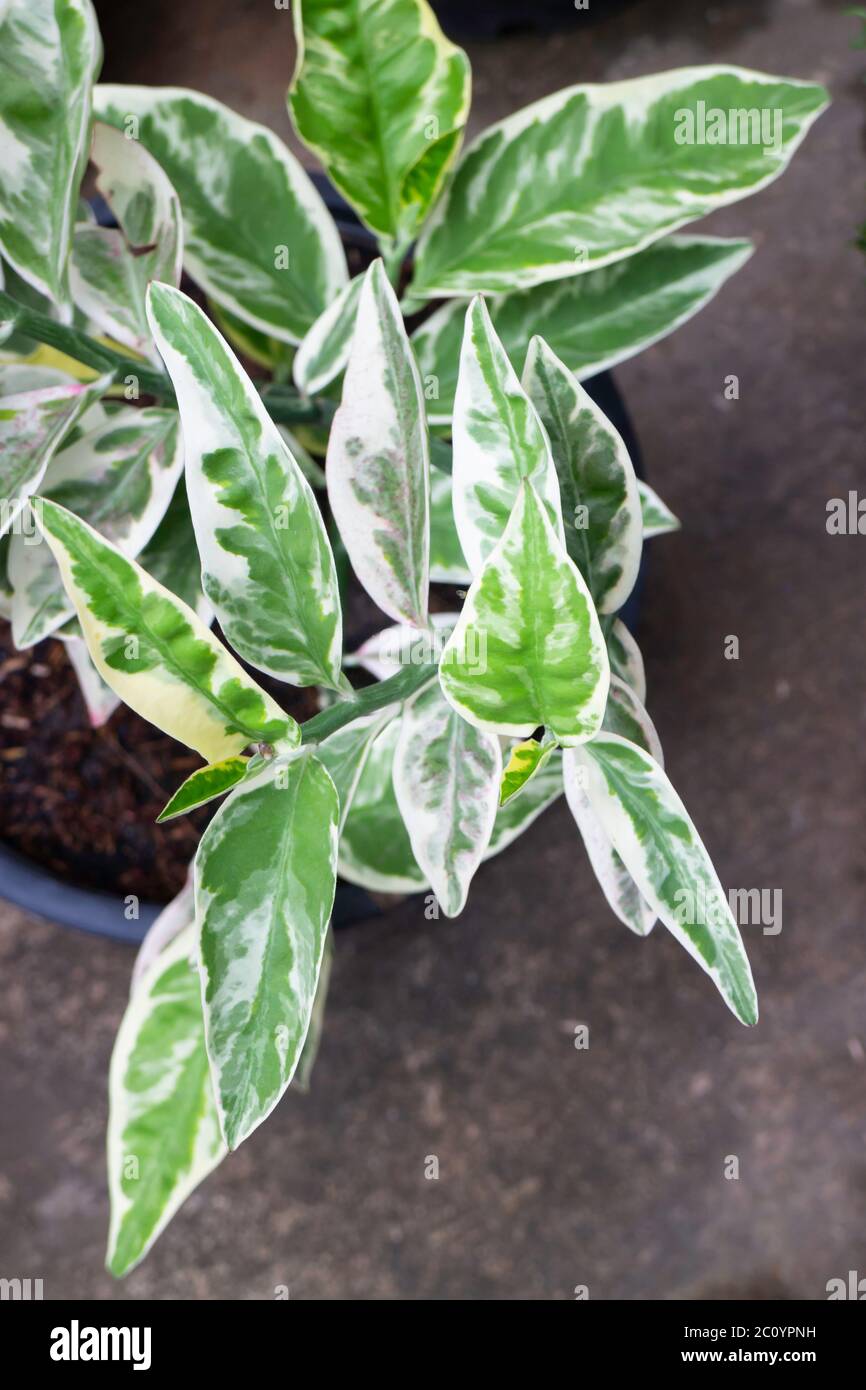 Zanzibar Gem plant in exterior garden, stock photo Stock Photo - Alamy