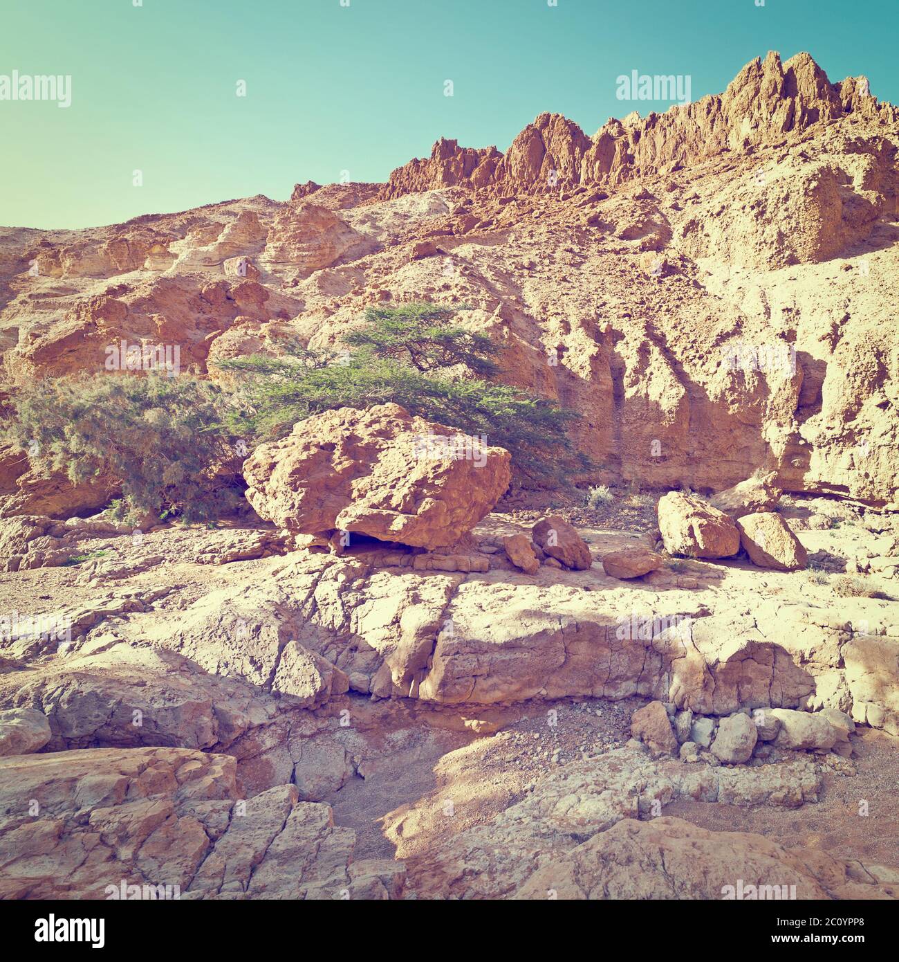 Desert in Spring Stock Photo - Alamy