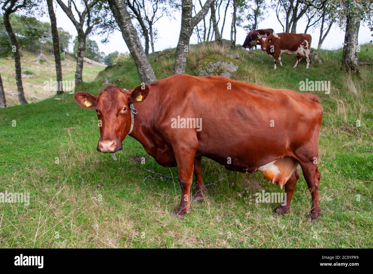 Cattle under trees hi-res stock photography and images - Alamy