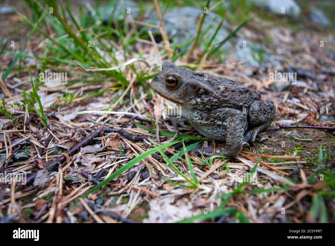 Common frog sitting on the ground with orange eyes Stock Photo - Alamy