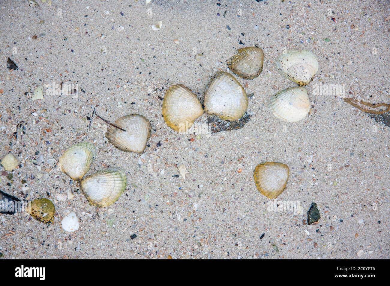 shell on a white sand beach Stock Photo - Alamy