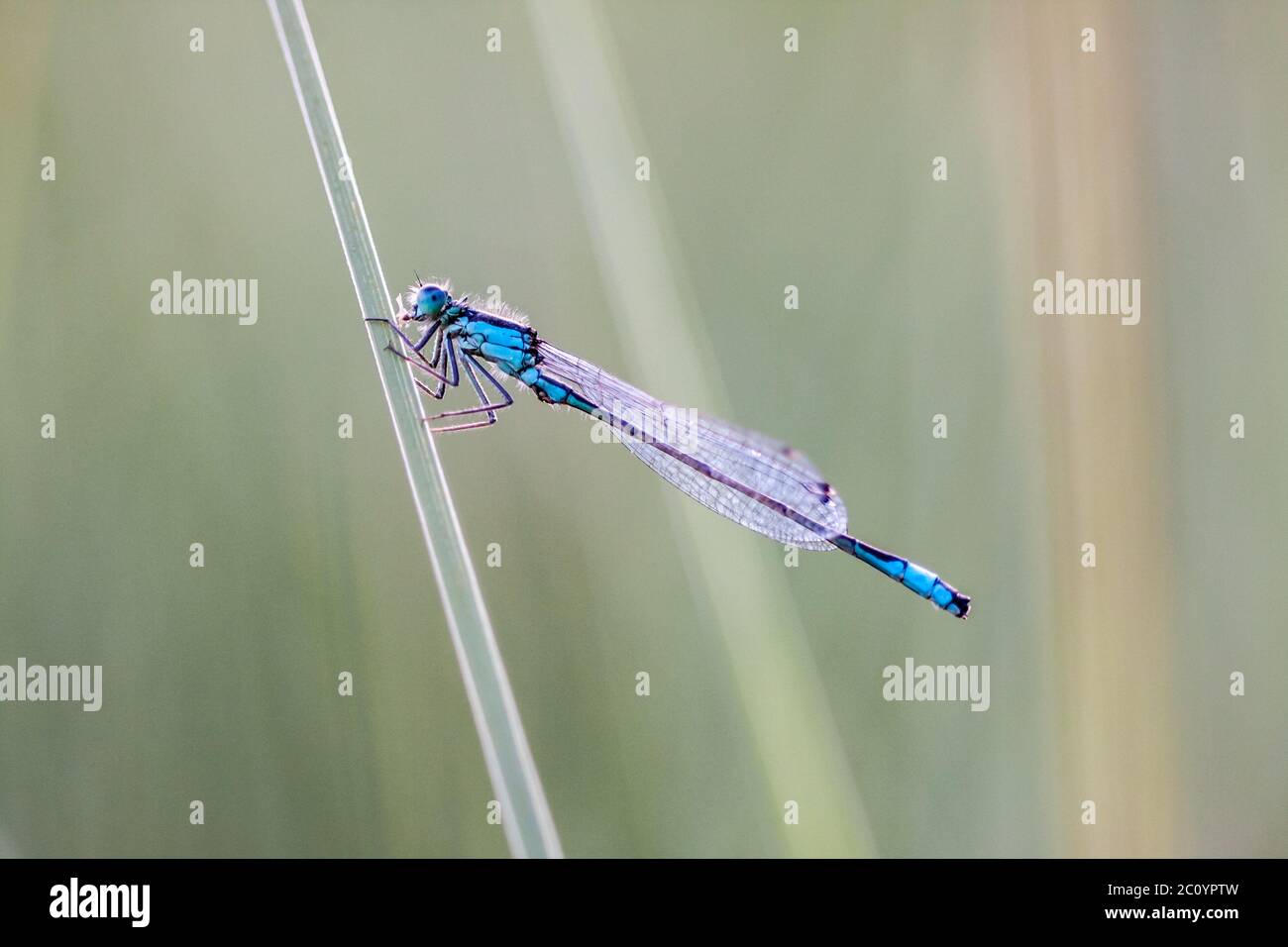 Dragonfly straw hi-res stock photography and images - Alamy