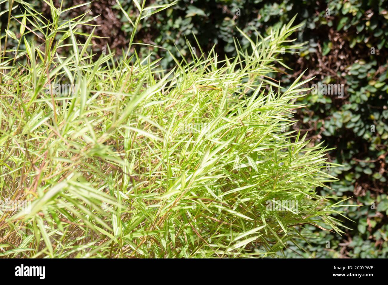 Silver bamboo leaves plant in exterior garden, stock photo Stock Photo ...