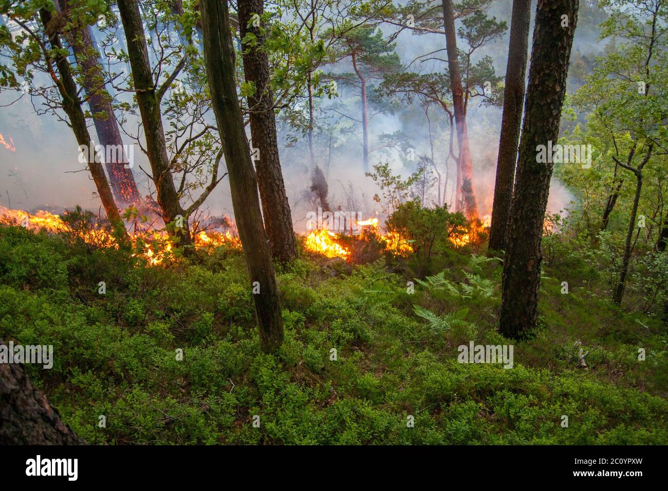 Forest fire in pine hi-res stock photography and images - Alamy