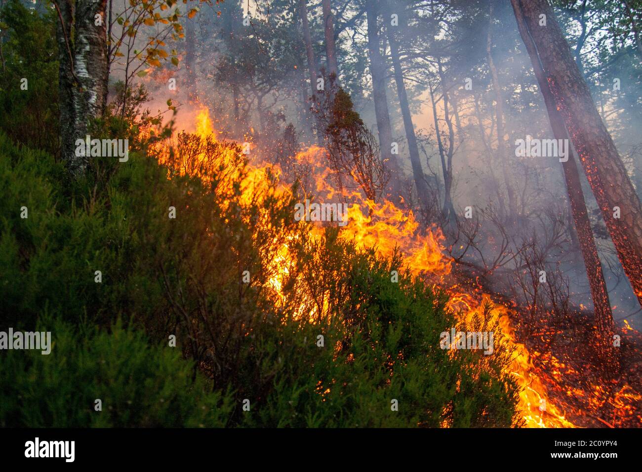 Burning fire in pine forest hi-res stock photography and images - Alamy