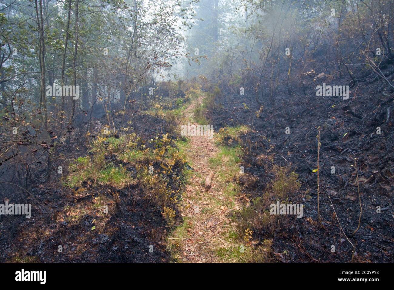 A trac trough burned forest with scorched plants Stock Photo - Alamy