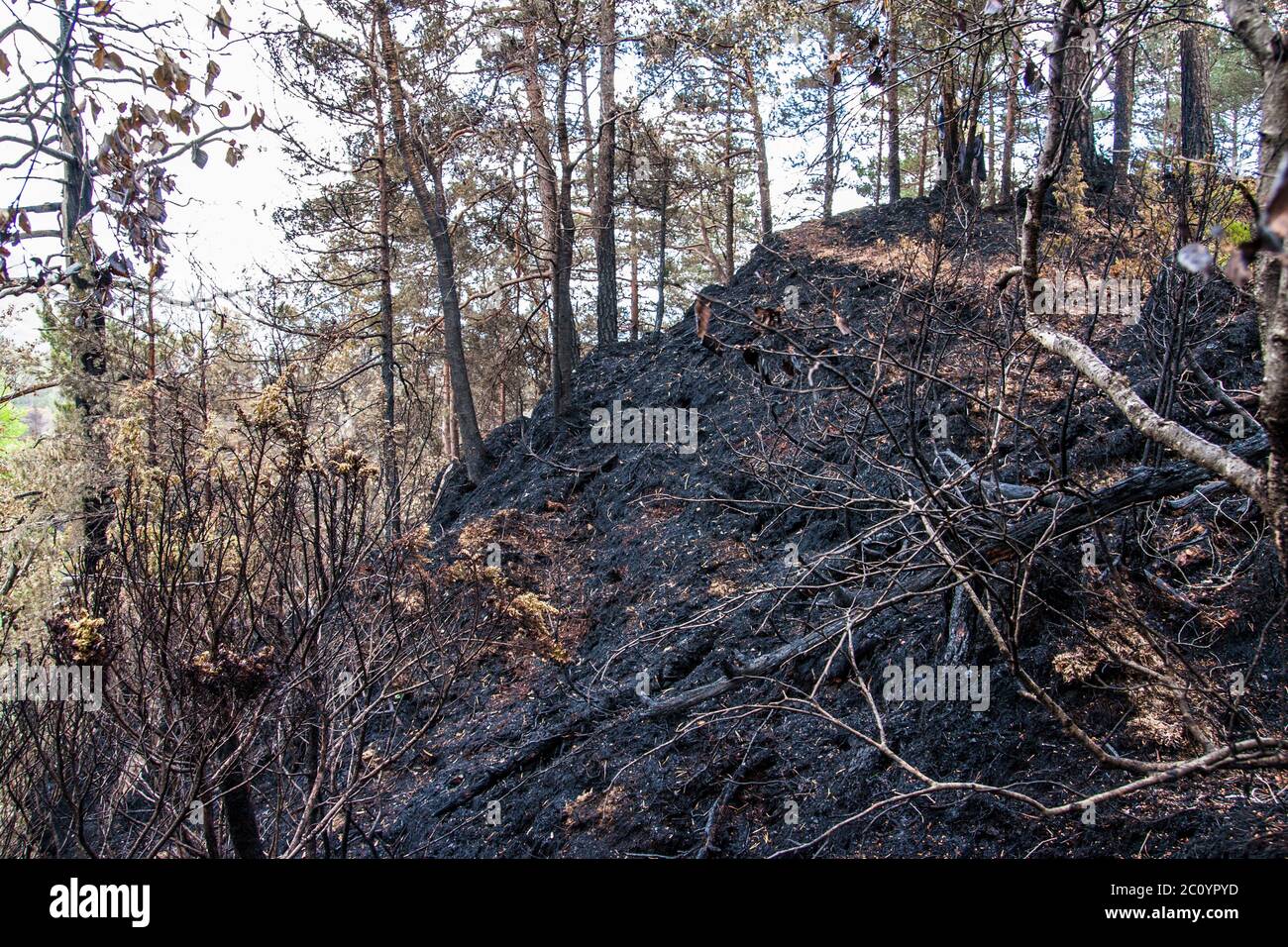 Wildfire damage trees plants hi-res stock photography and images - Alamy