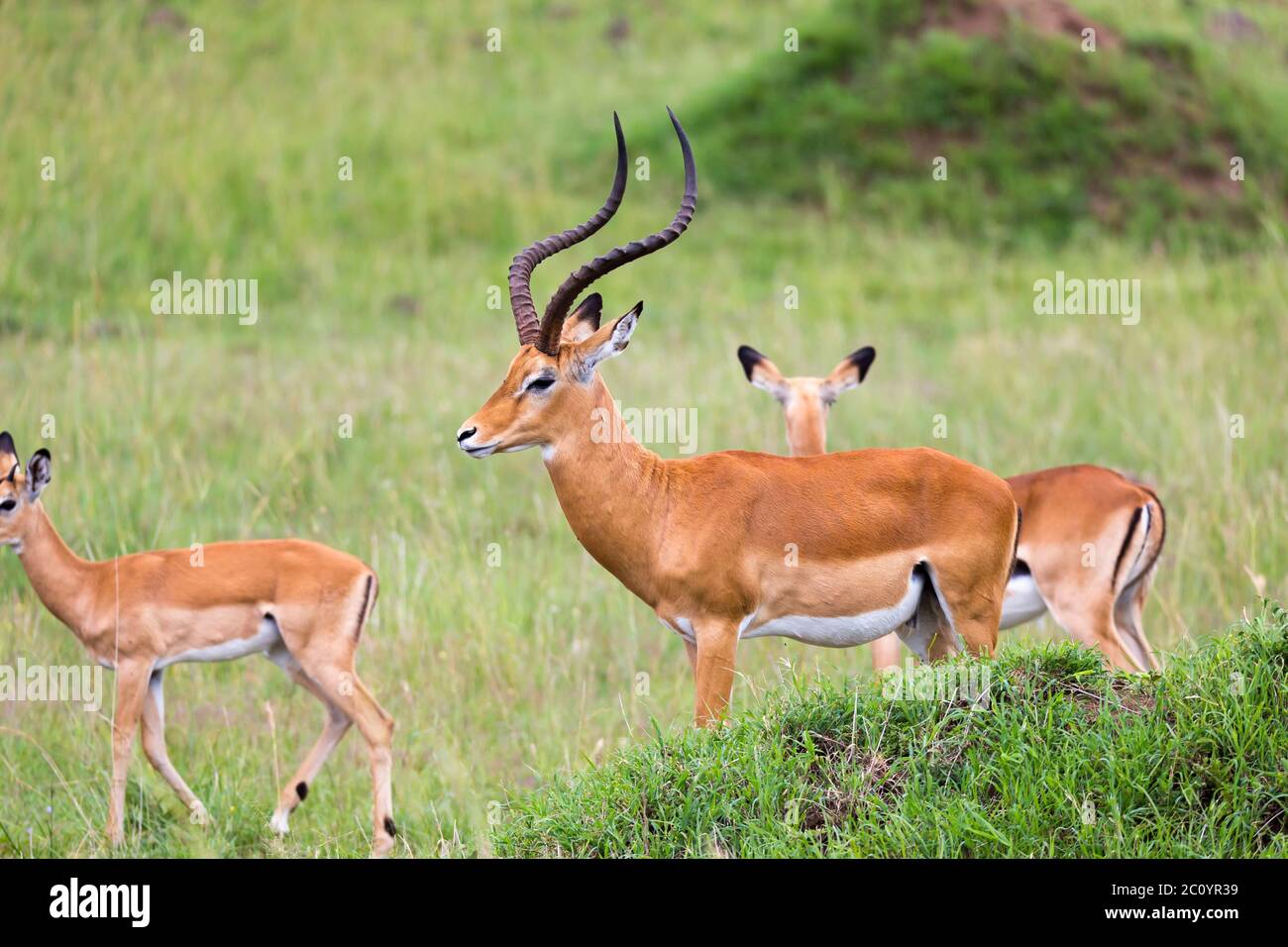Lot of Impala antelopes in the grass landscape of the Kenyan savanna ...