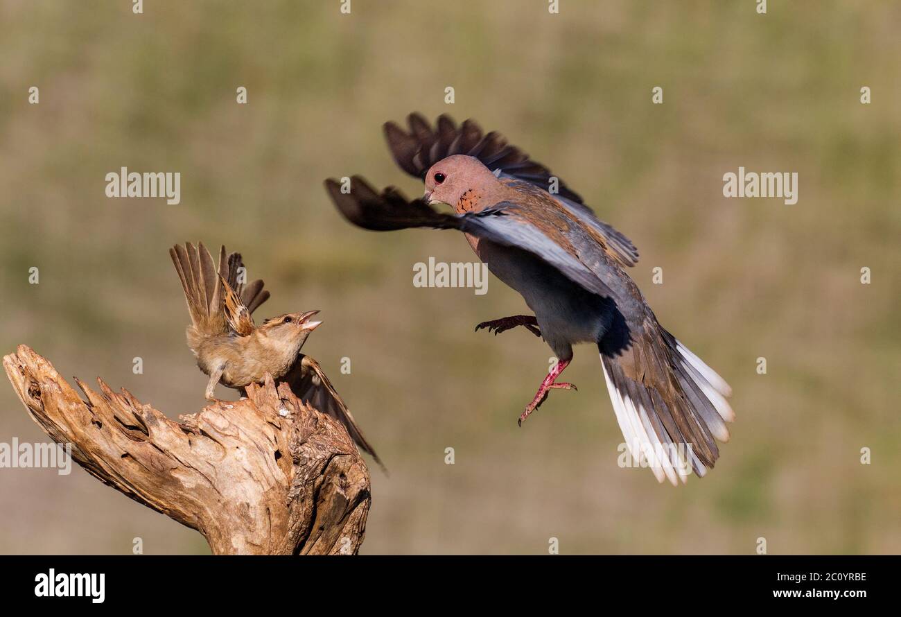 garden bird interaction Stock Photo - Alamy
