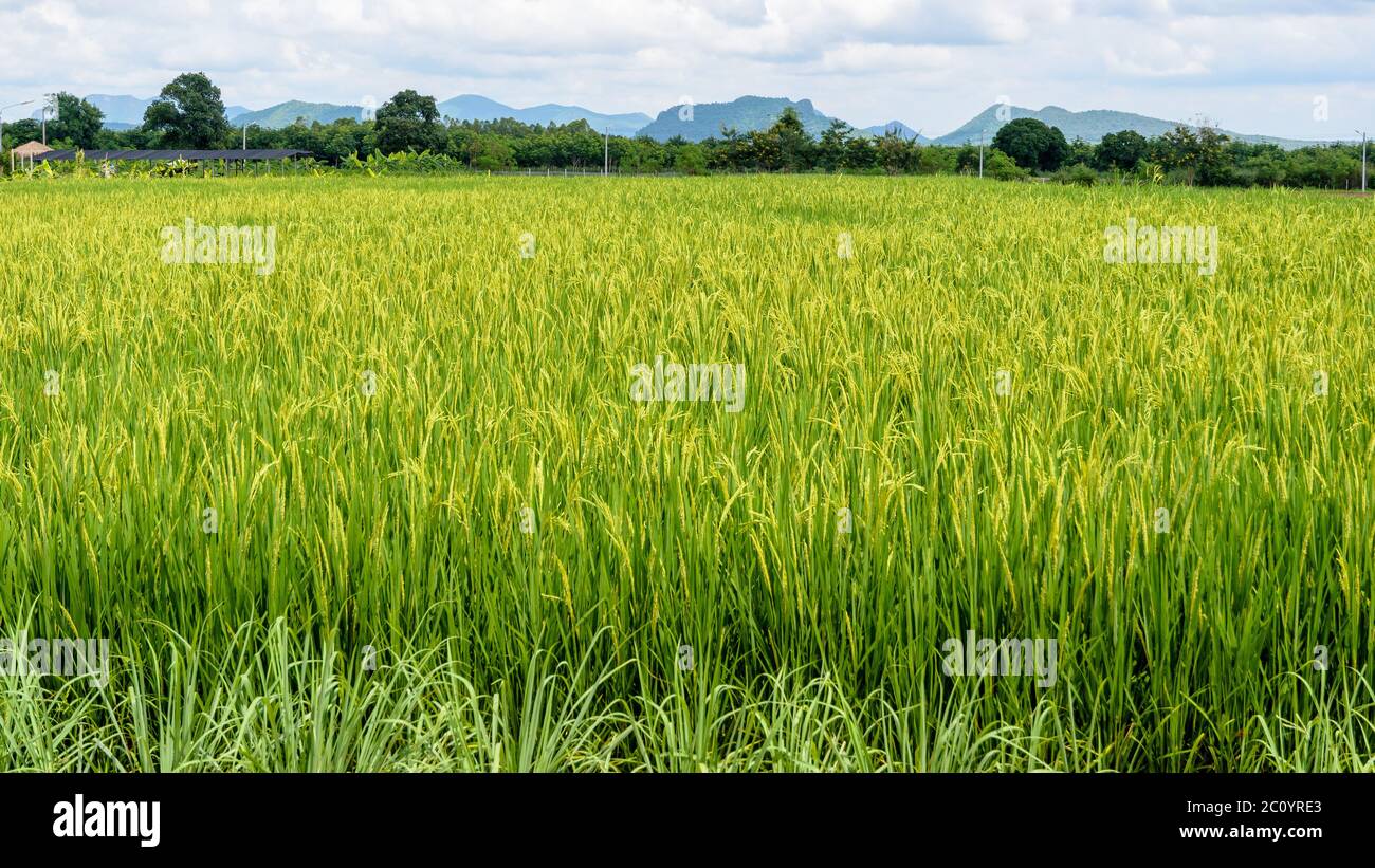 Green rice fields Stock Photo - Alamy