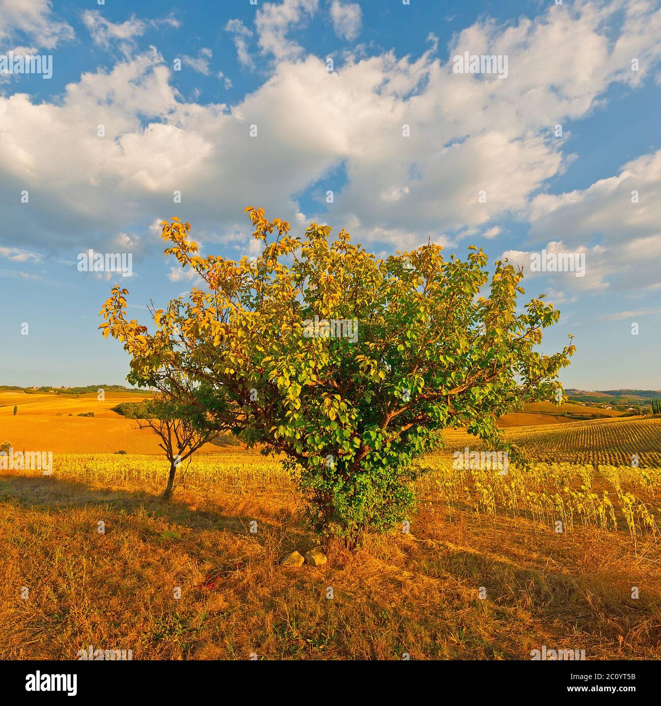 Tree of prosperity hi-res stock photography and images - Alamy