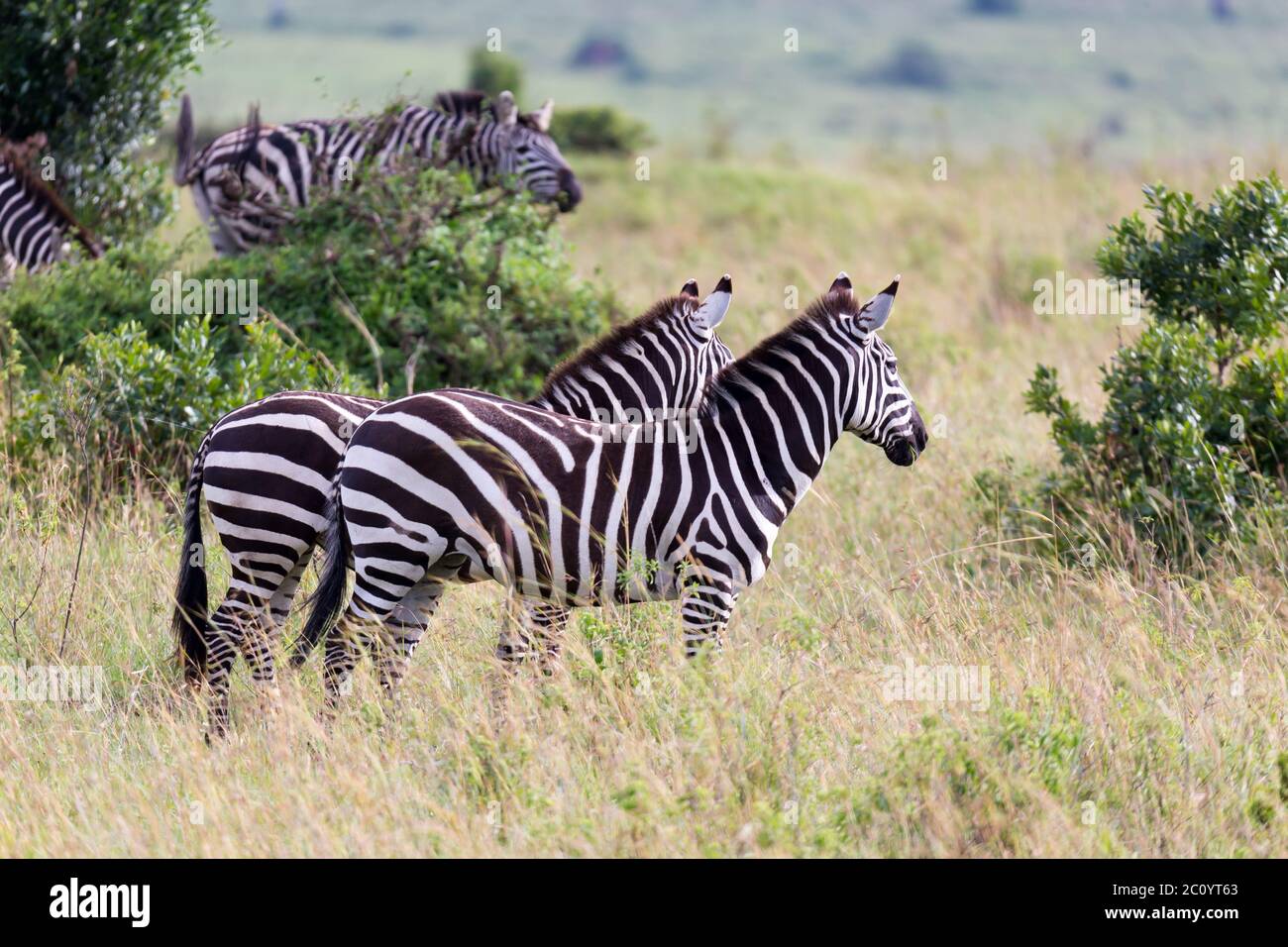 The Zebra family grazes in the savanna in close proximity to other ...