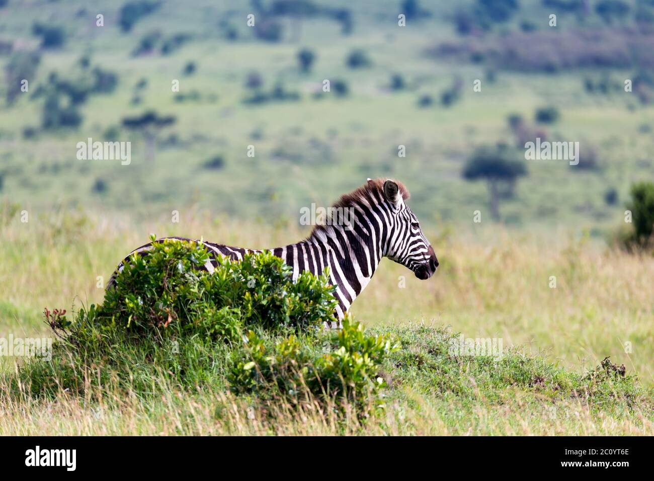 Savanna Africa Animals High Resolution Stock Photography and Images - Alamy