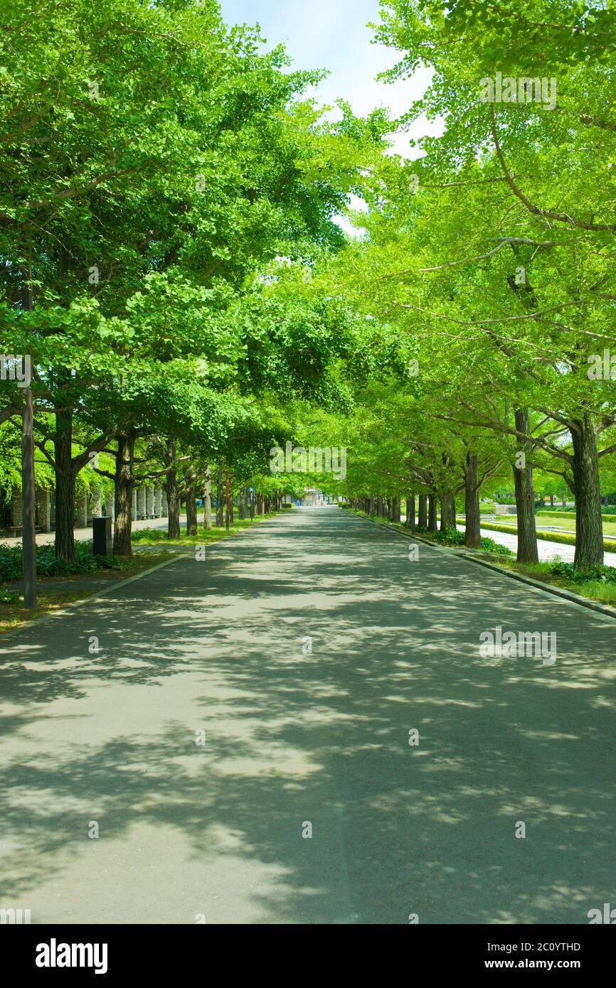 Tree lined lawn hi-res stock photography and images - Alamy