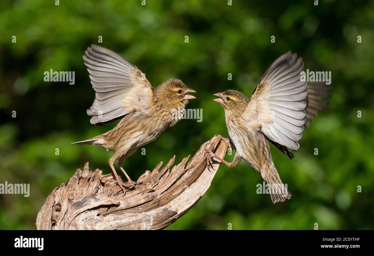 garden bird interaction Stock Photo - Alamy