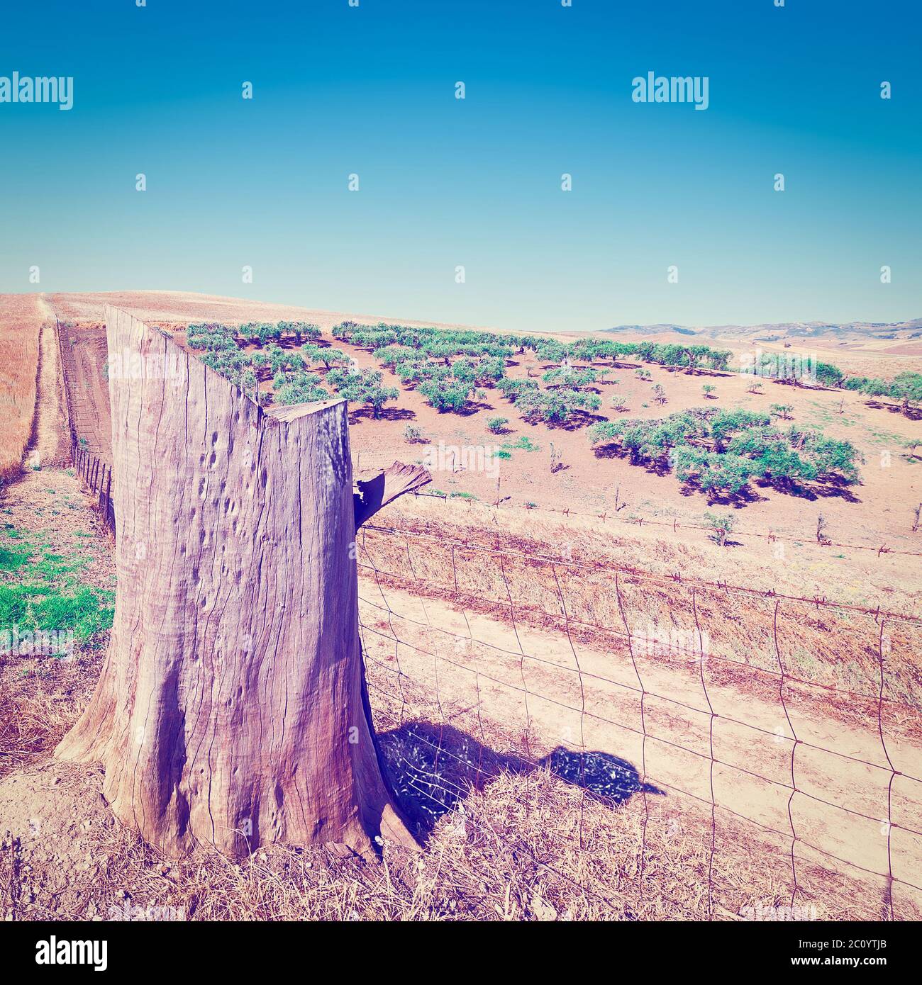 Olive tree stump hi-res stock photography and images - Alamy