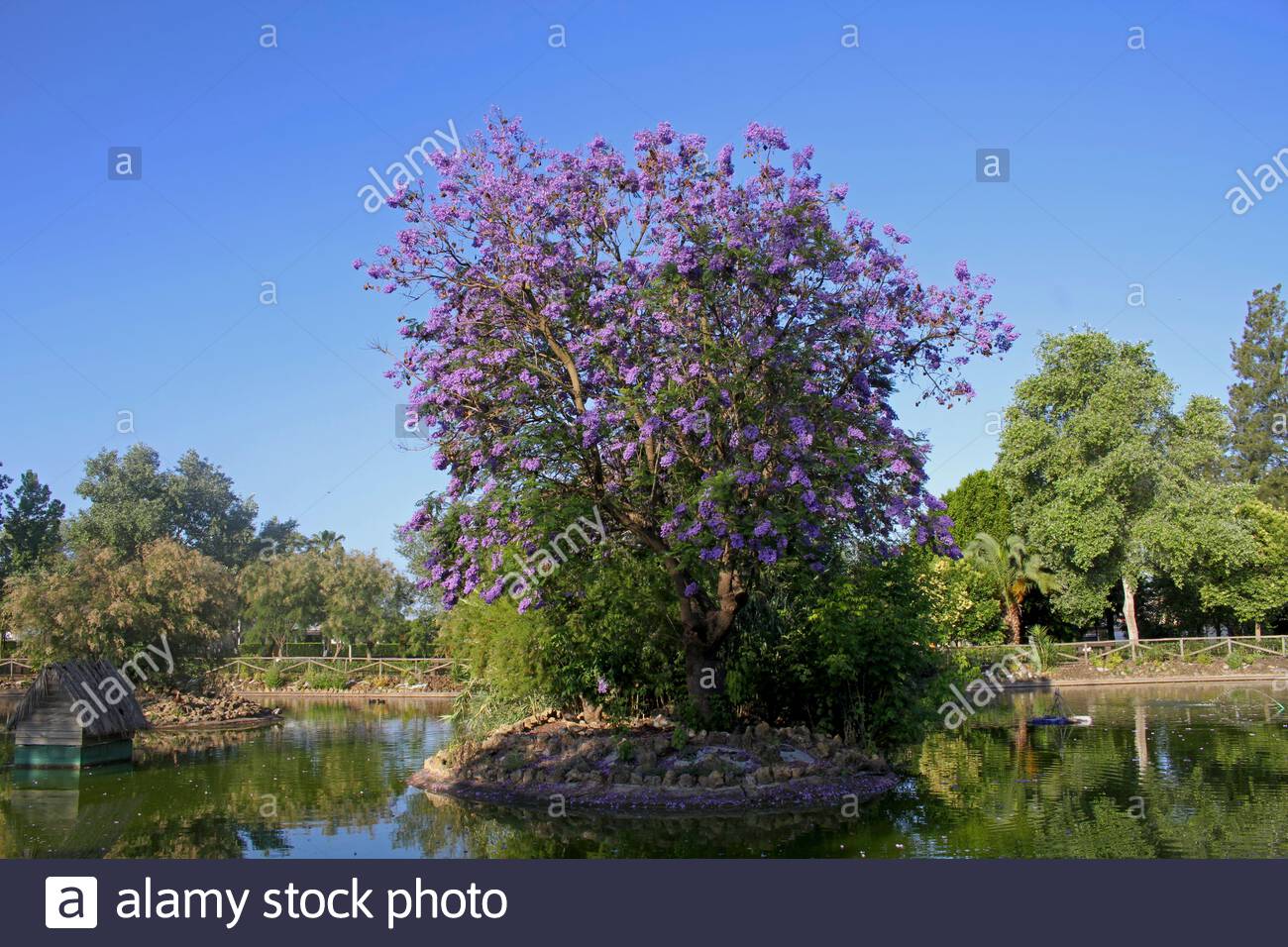 Jacaranda Vegetation High Resolution Stock Photography and Images - Alamy