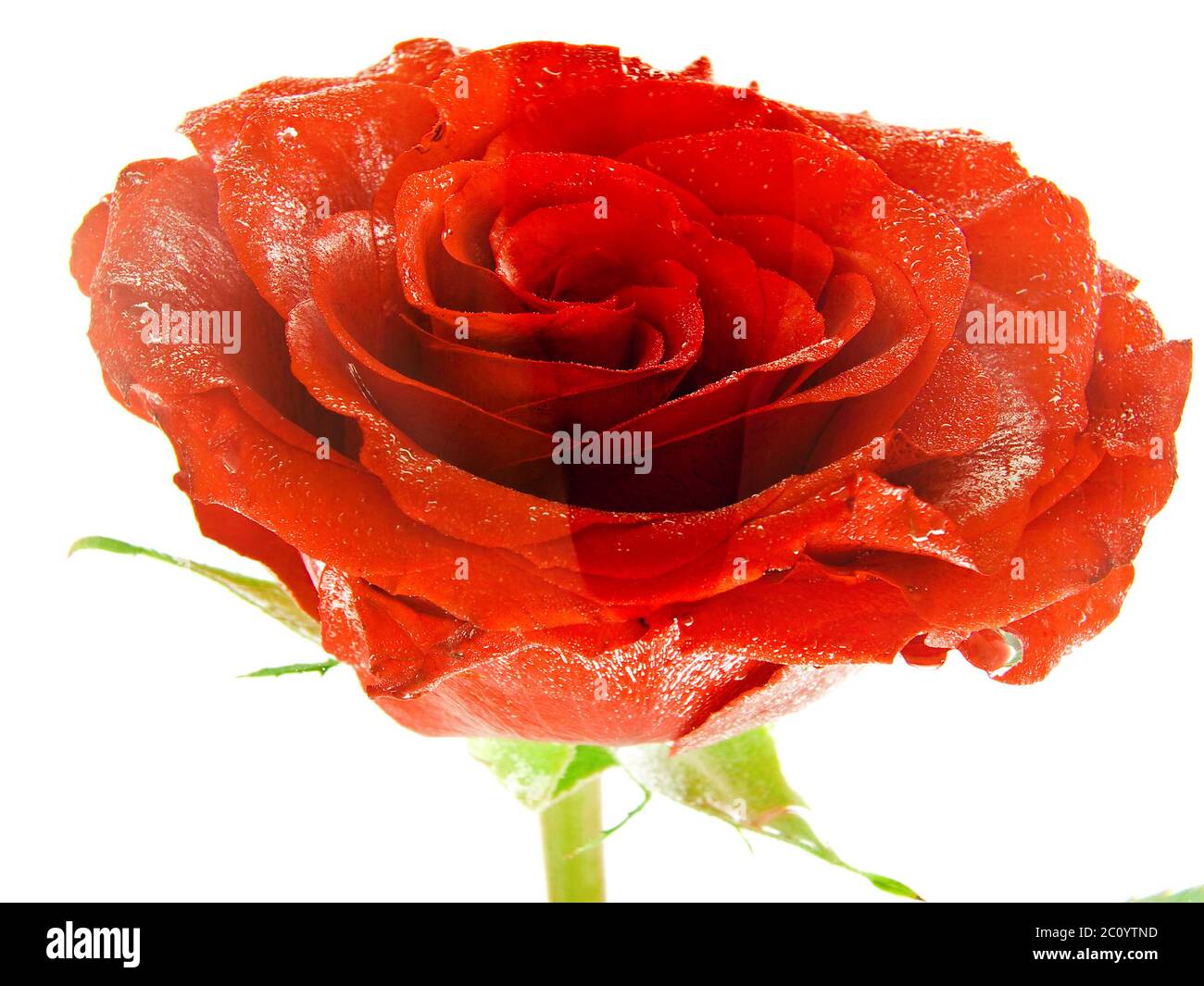 Nice rose flower hi-res stock photography and images - Alamy