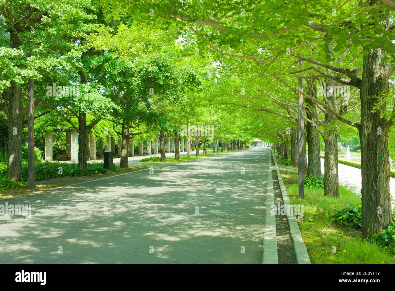 Tree Lined Lawn High Resolution Stock Photography and Images - Alamy