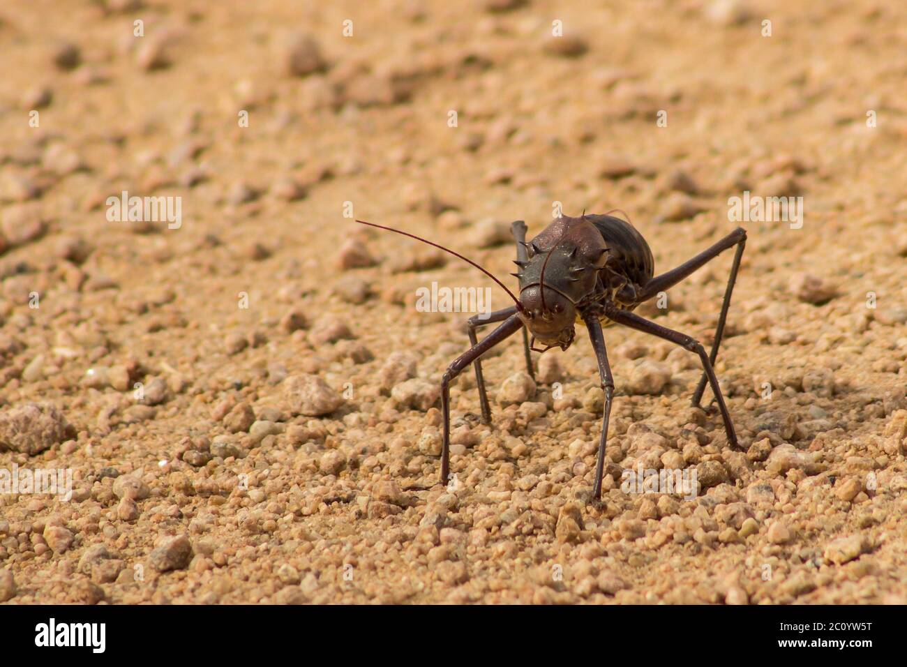 An Armored Katydid, Acanthoplus discoidalis, in an aggressive pose on ...