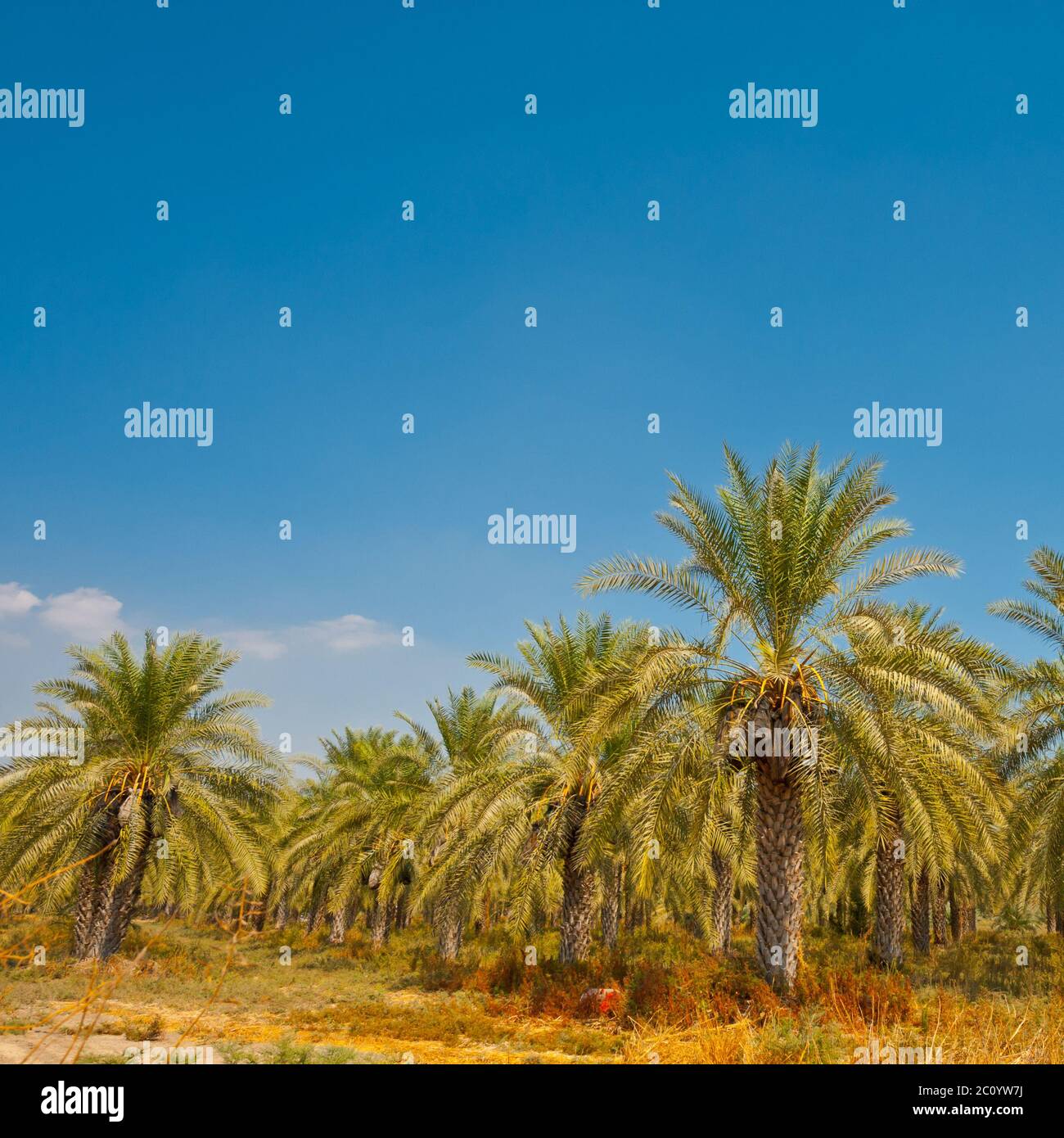 East west palms hi-res stock photography and images - Alamy