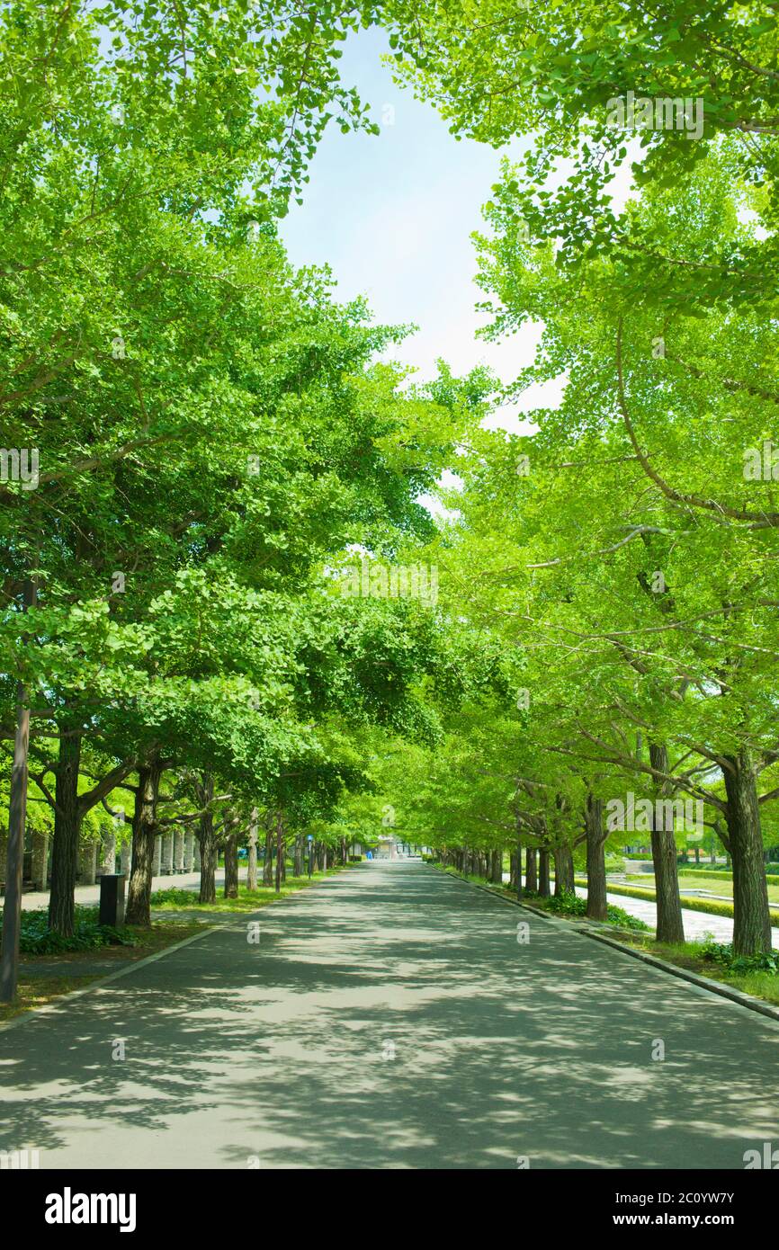 Tree lined garden path hi-res stock photography and images - Alamy