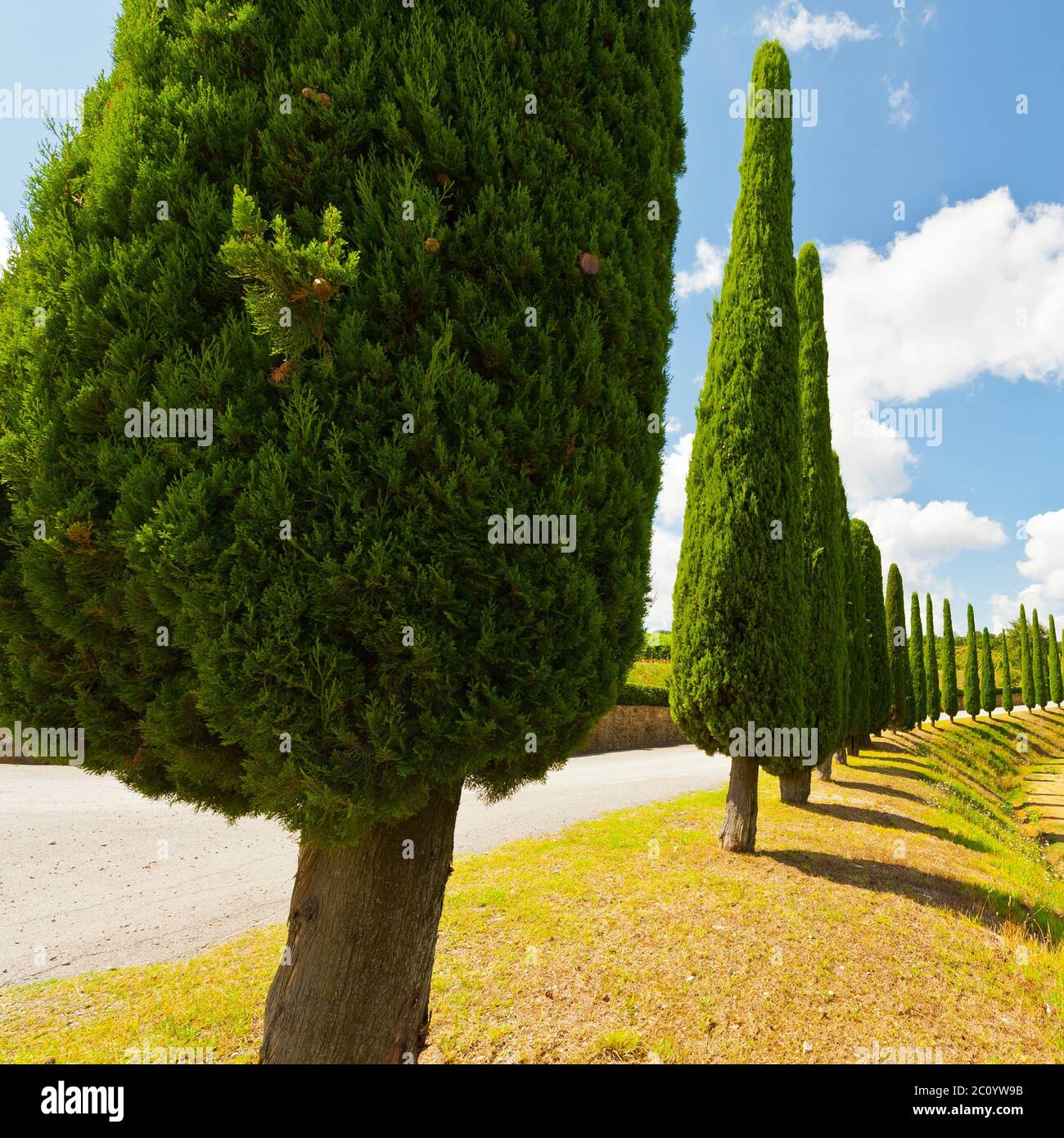 Cypress vine plant hi-res stock photography and images - Alamy