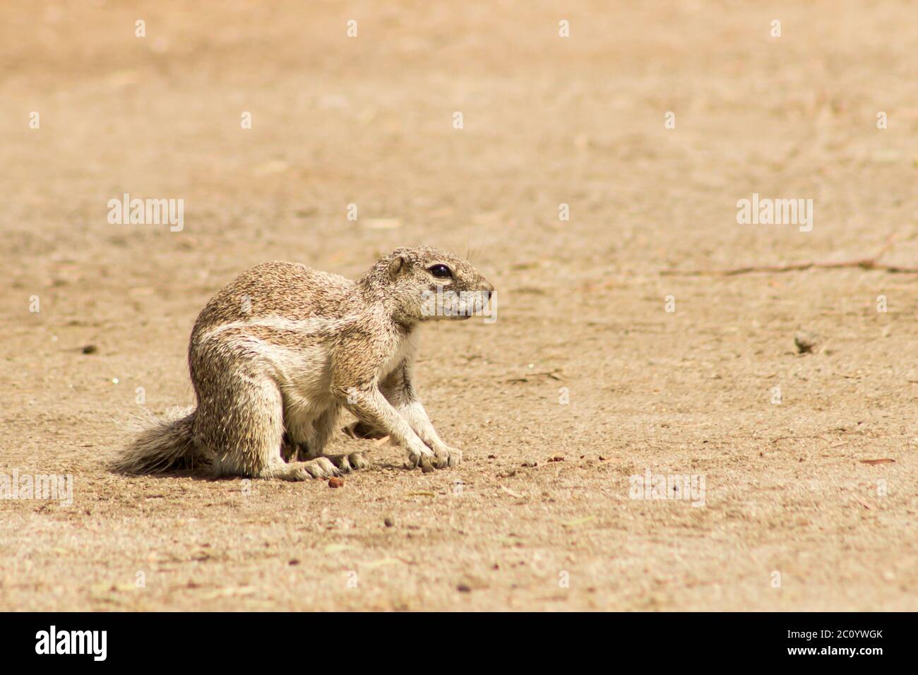 A foraging Cape Ground Squirrel, Xerus Inauris, on the dry and barren ...