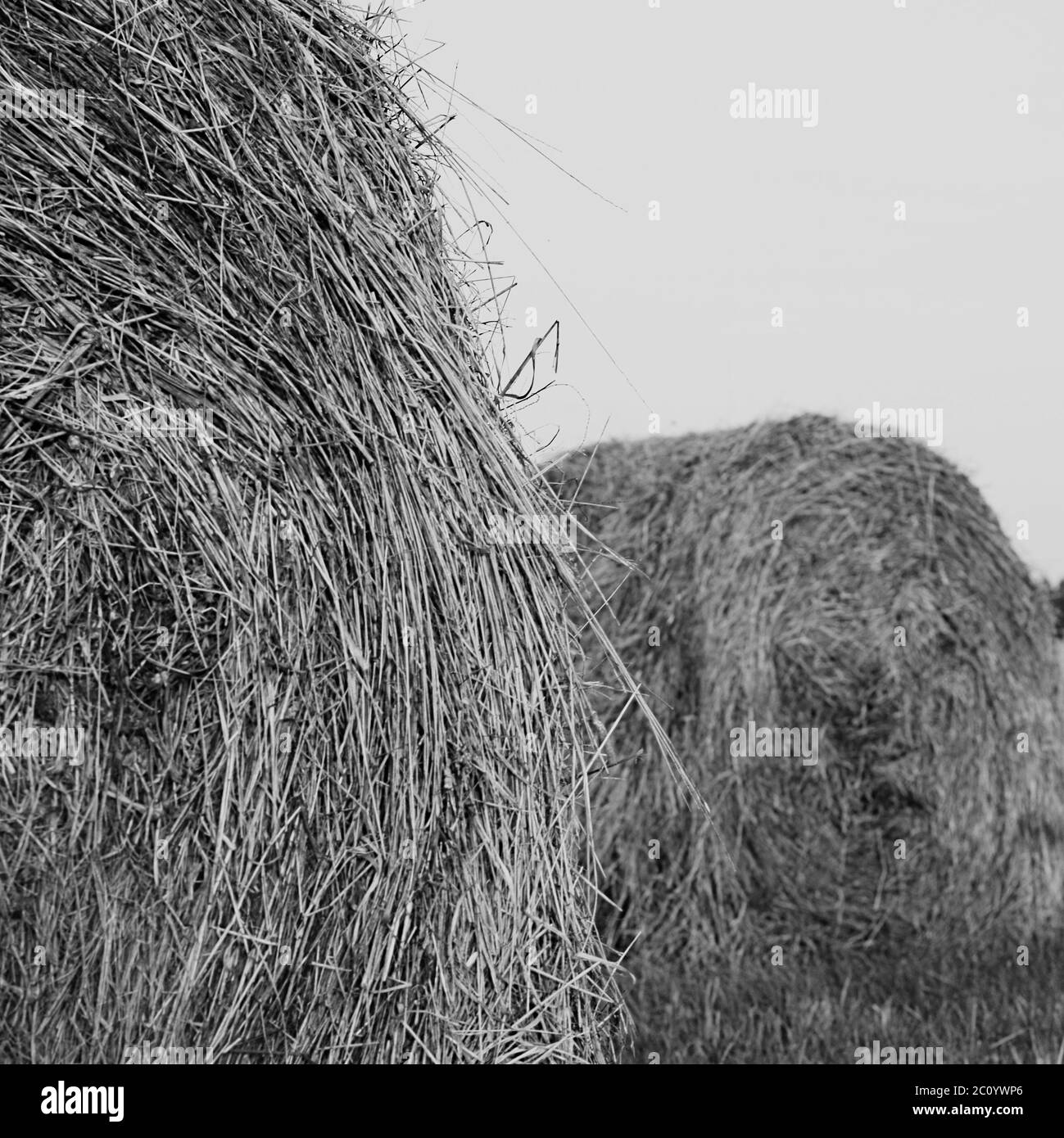 Yellow haystack Black and White Stock Photos & Images - Alamy