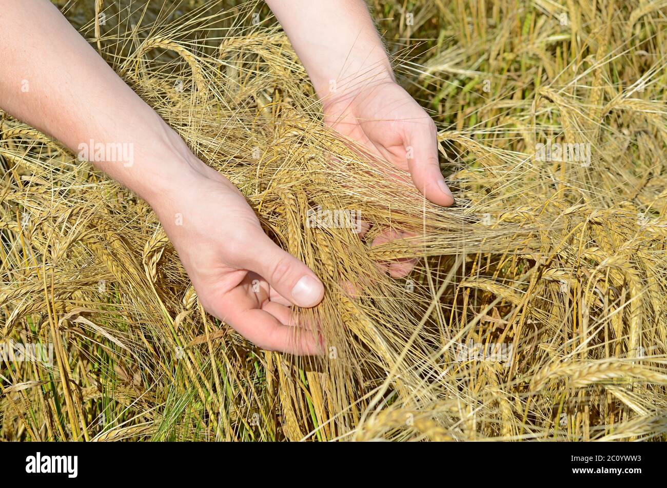 Farmer with rye meal in his hands hi-res stock photography and images ...
