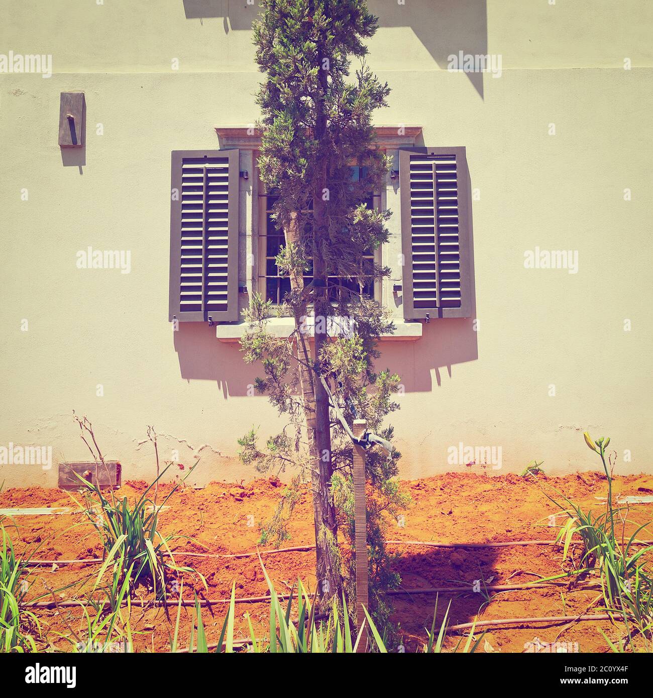 Tree cypress israel hi-res stock photography and images - Alamy