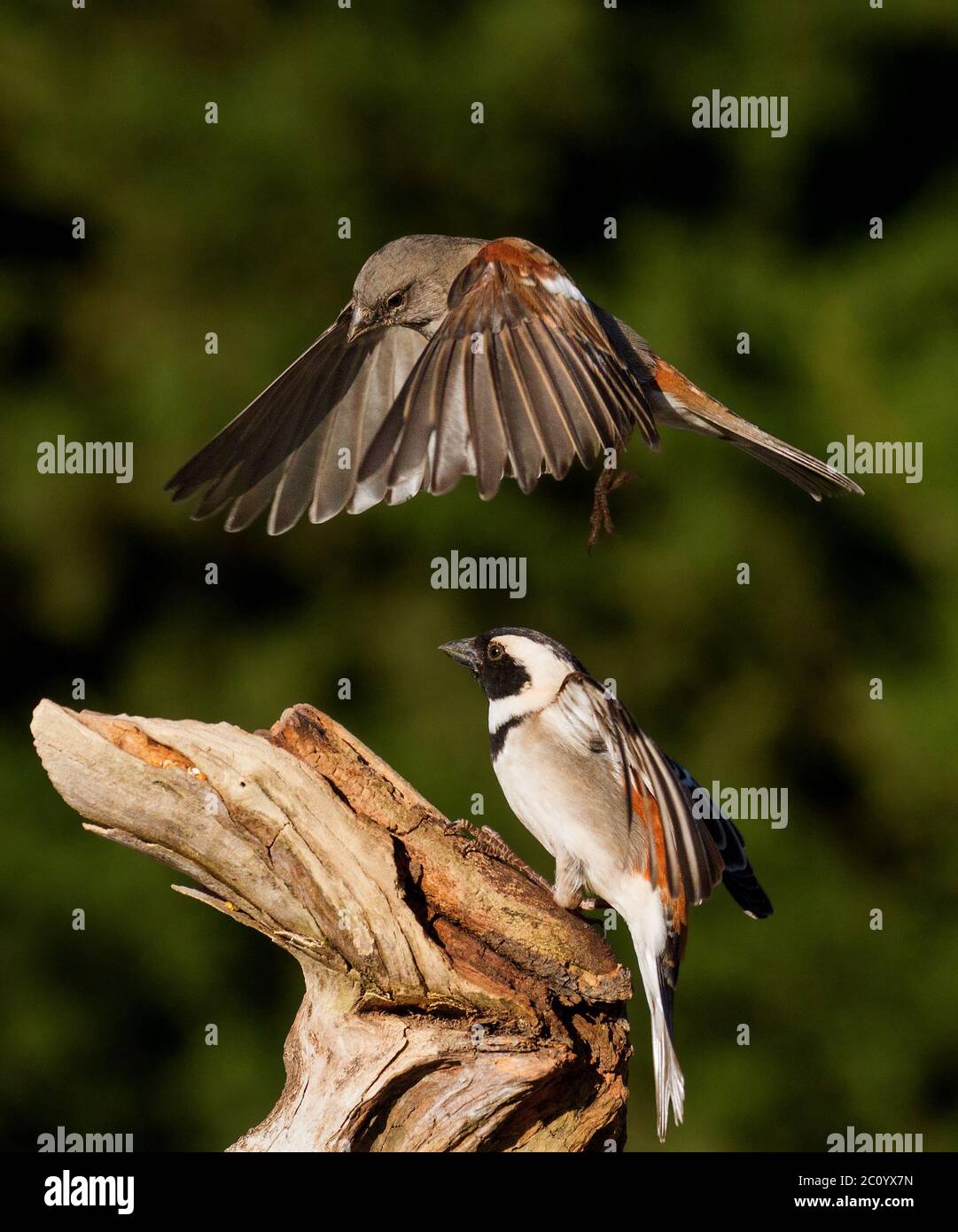 garden bird interaction Stock Photo - Alamy
