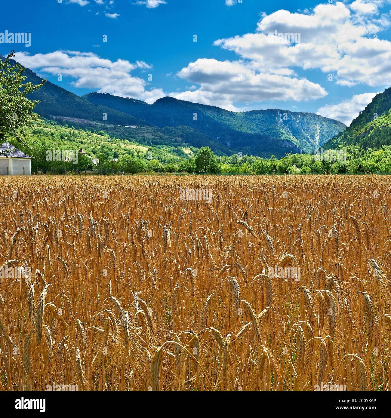Wheat tree hi-res stock photography and images - Alamy
