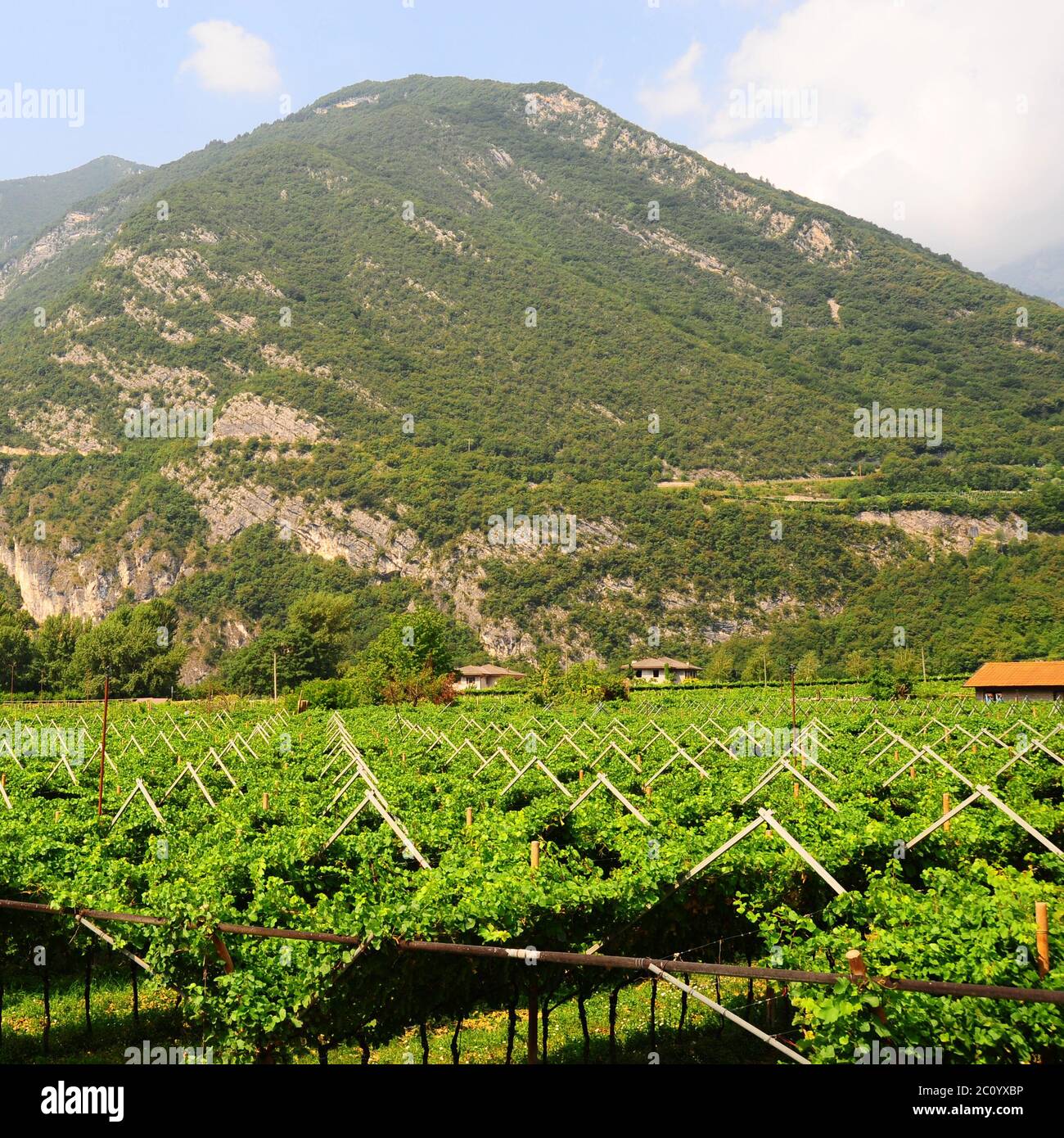 Alpine forest vine hi-res stock photography and images - Alamy