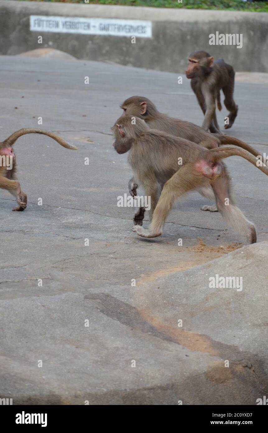 Monkey genitals hi-res stock photography and images - Alamy