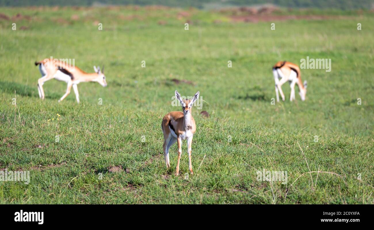 The Thomson gazelles in the middle of a grassy landscape in the Kenyan ...