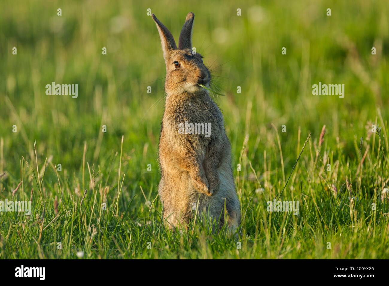 Wild rabbit (Oryctolagus cuniculus) standing upright in a grassy field ...