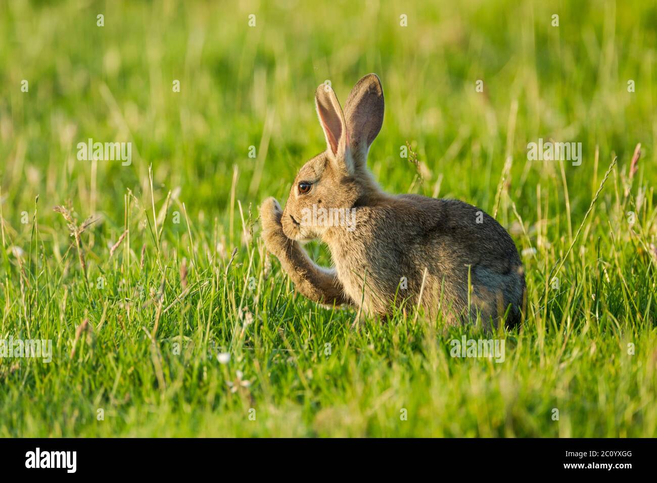 Wild rabbit (Oryctolagus cuniculus) sitting in a grassy field while ...