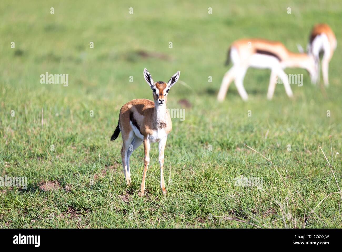 The Thomson gazelles in the middle of a grassy landscape in the Kenyan ...