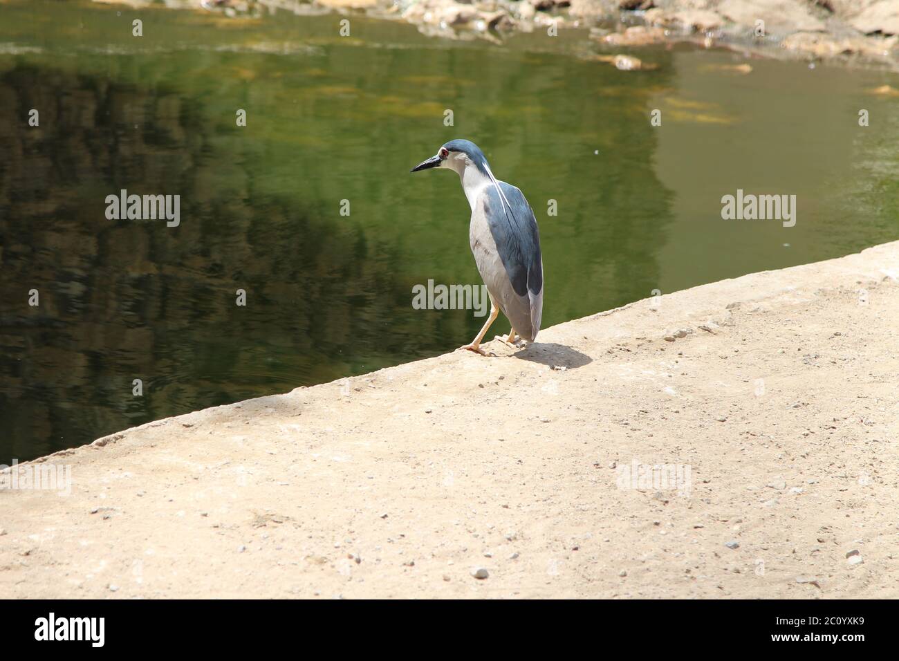 Kingfisher looking for a fish hi-res stock photography and images - Alamy