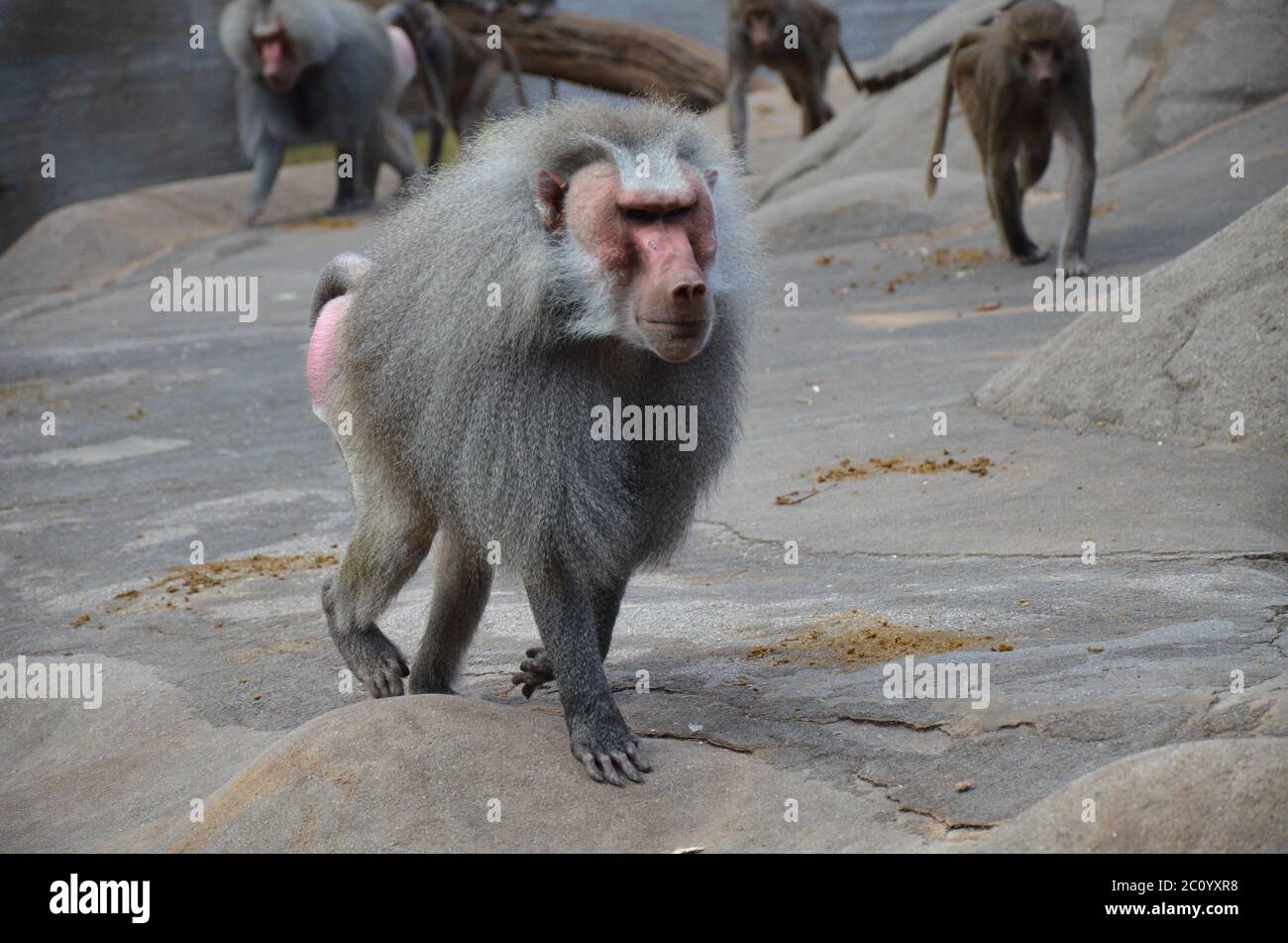 Monkey genitals High Resolution Stock Photography and Images - Alamy