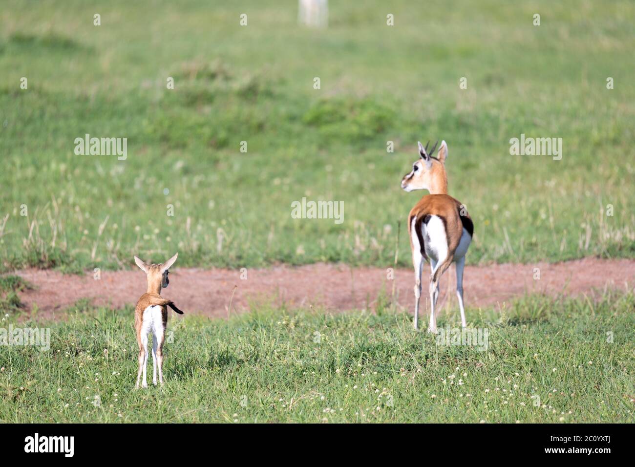 The Thomson gazelles in the middle of a grassy landscape in the Kenyan ...