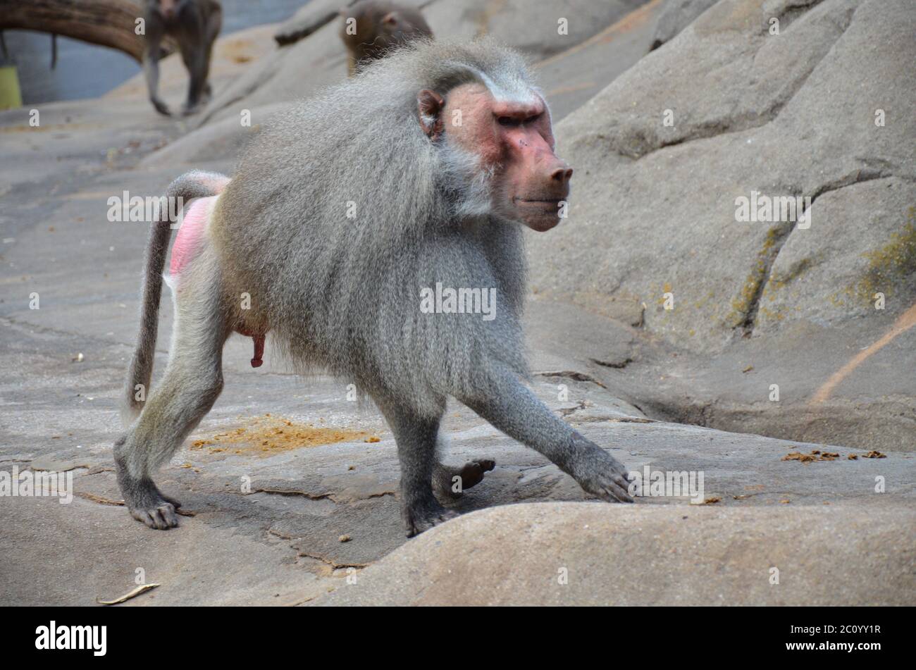 Wild Hamadryas baboon, zoo of Frankfurt (Germany Stock Photo - Alamy