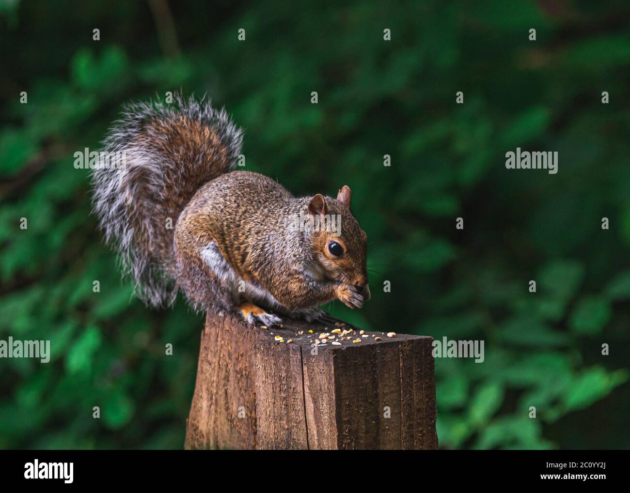 Grey Squirrel in the wild Stock Photo - Alamy